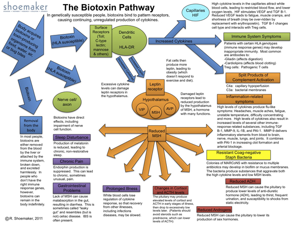What is Biotoxin Illness? | Biotoxin Journey