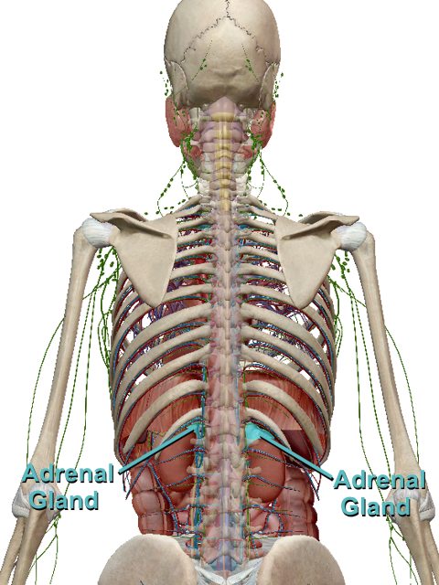 DHEA – ADH – Adrenals – Thyroid | Biotoxin Journey